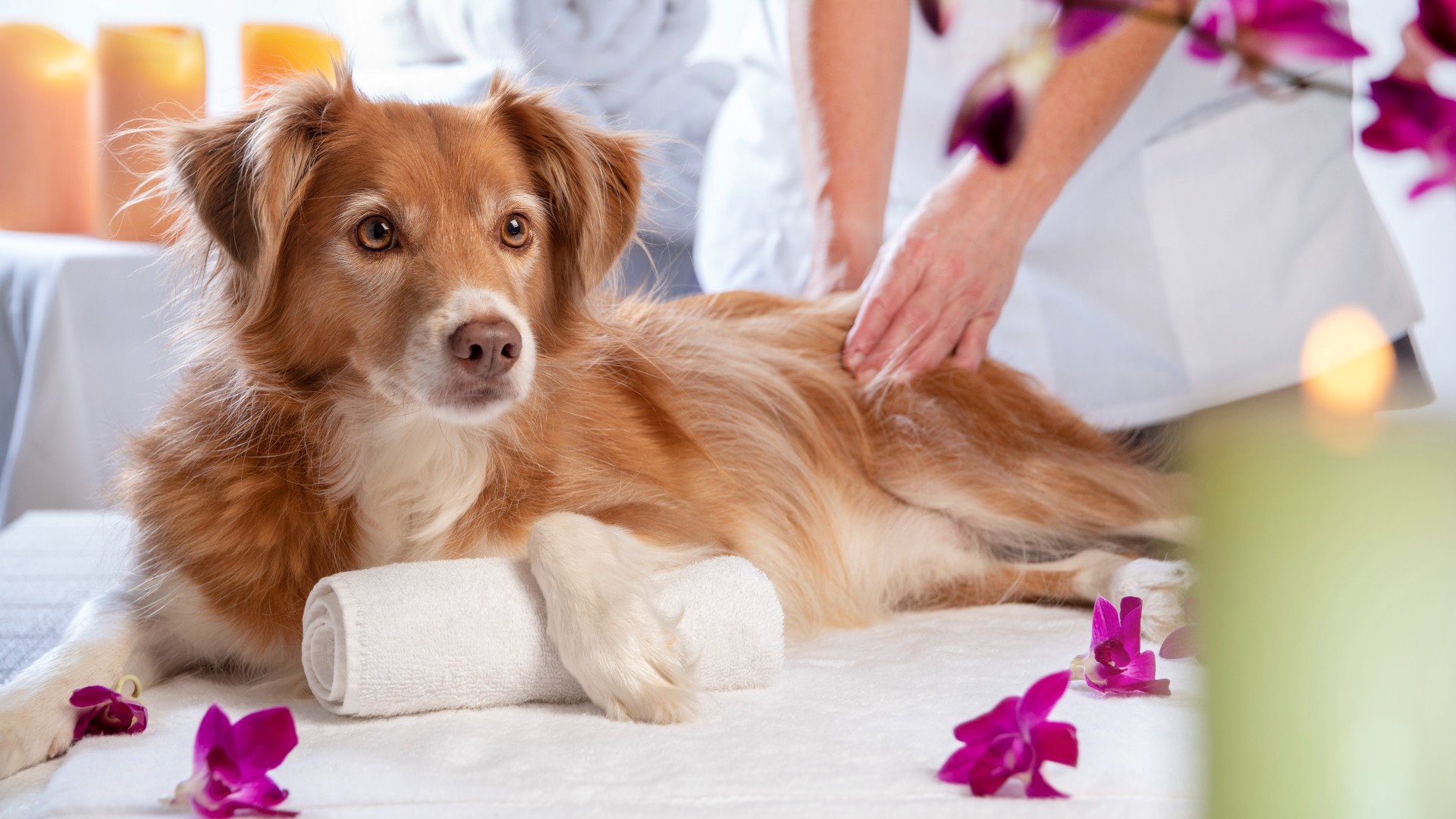 The Best Products to Pamper Your Perfect Little Pet! | Tech Magazine