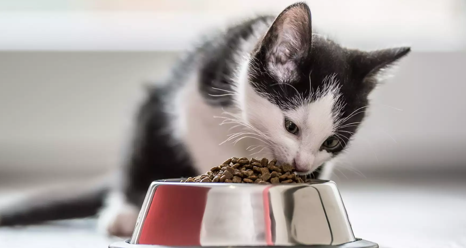 A Beginner's Guide to Picking the Best Cat Food for Your Kitten's ...