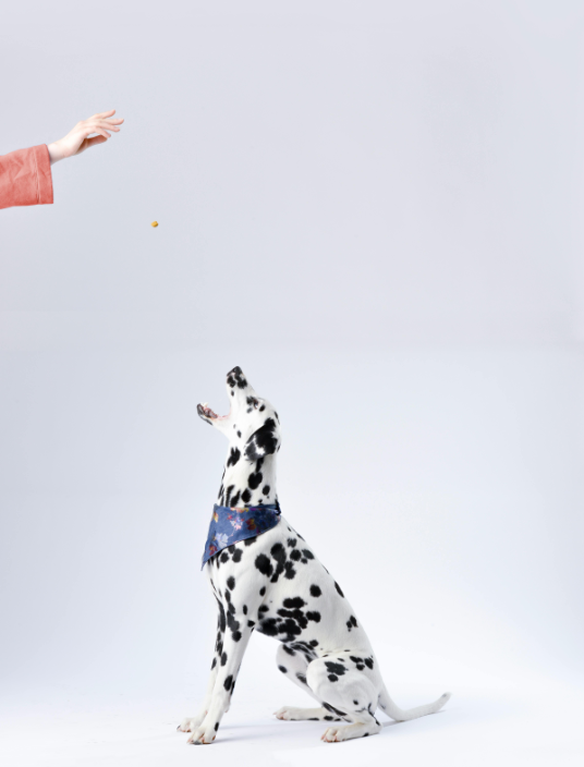 8 Benefits of Consistent Pet Grooming | Tech Magazine